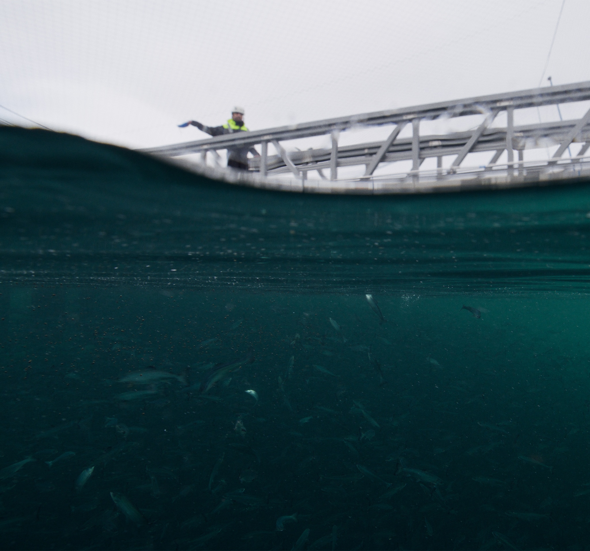 Fresh Island Salmon - Bue